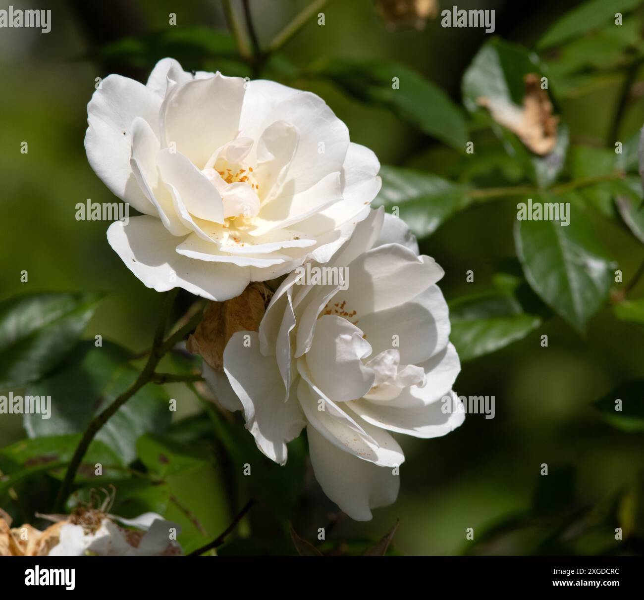 Rose 'Climbing Iceberg' Stock Photo - Alamy