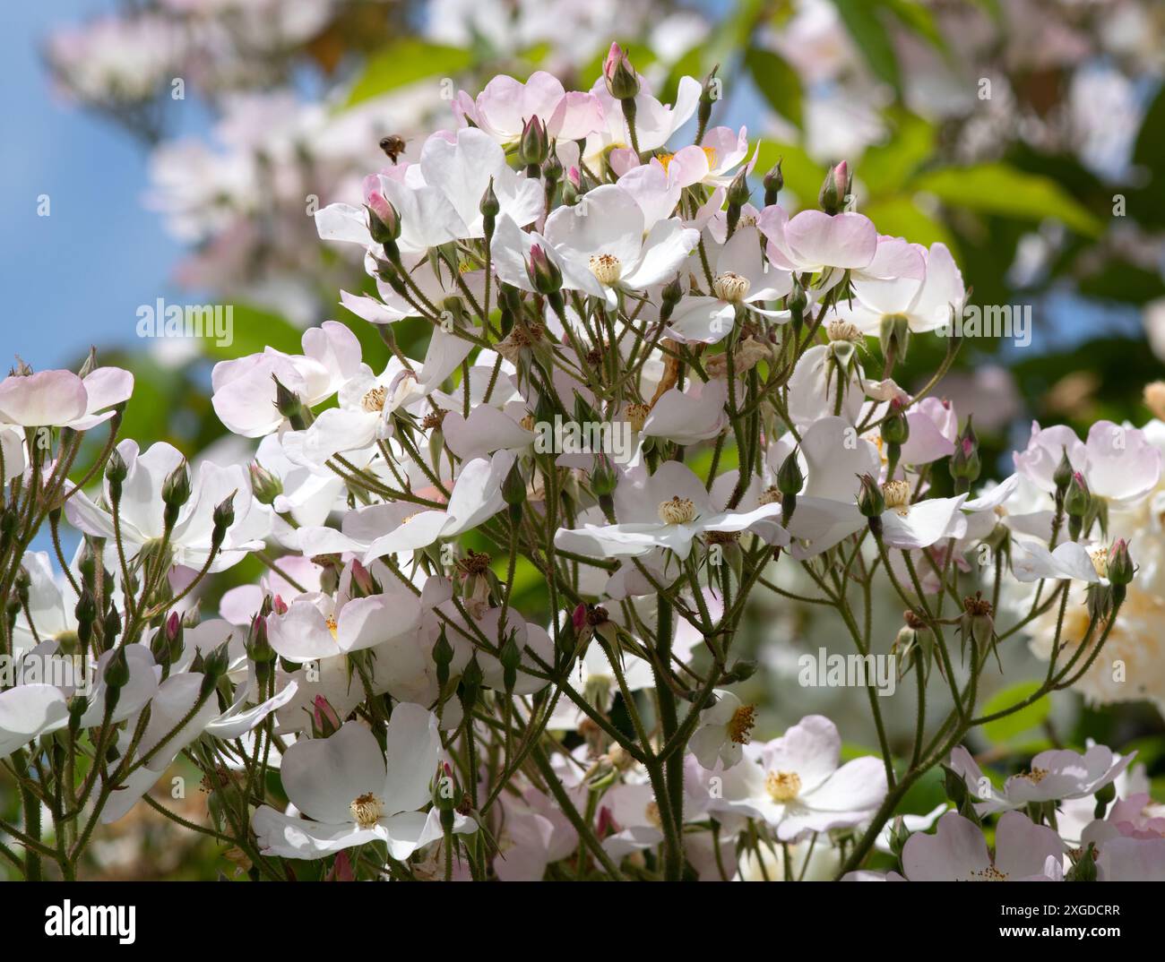 Rose 'Bobbie James' Stock Photo - Alamy