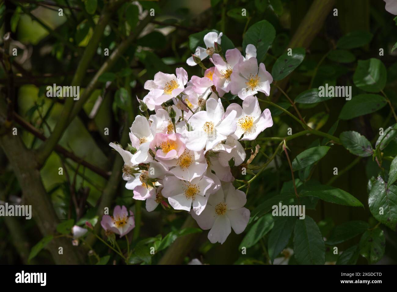 Rose 'Bobbie James' Stock Photo - Alamy