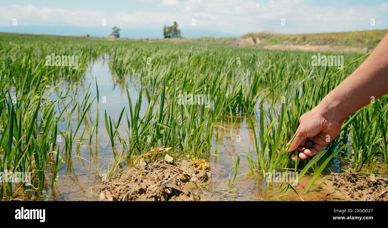 a man is grabbing a rice plant in a waterlogged rice field in the Ebro ...