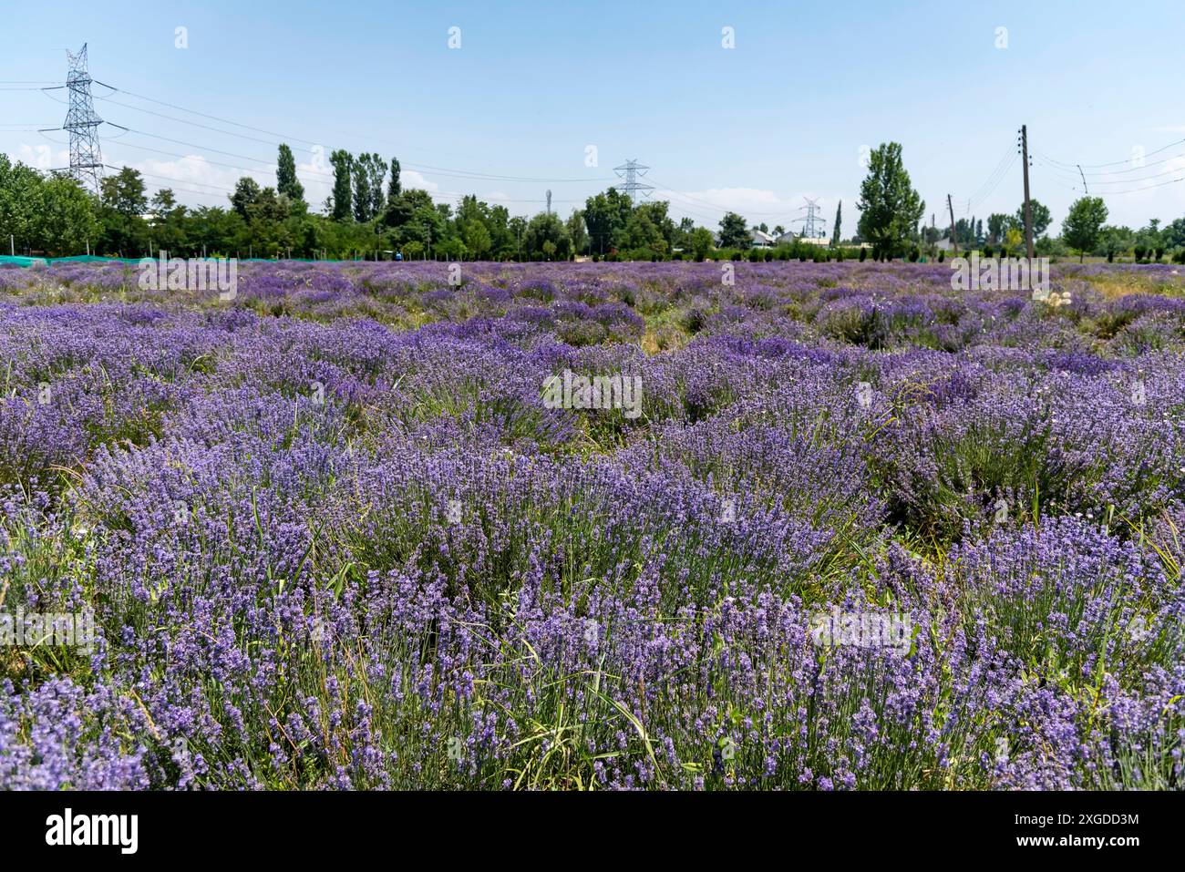 A general view of Lavender field in Pulwama. Lavender fields in Kashmir ...