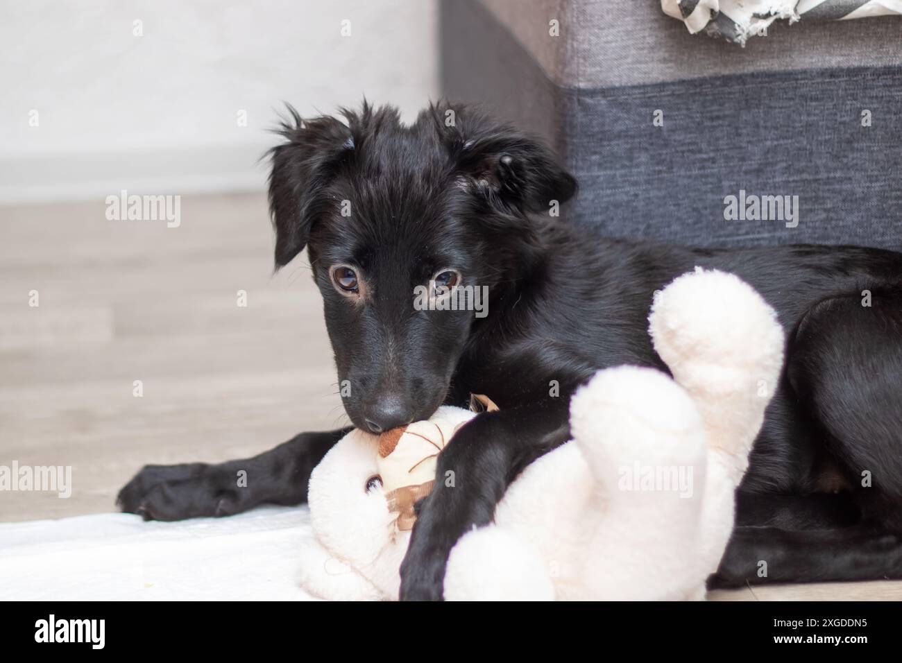A black dog, possibly a Border Collie, is enjoying playful moments with ...