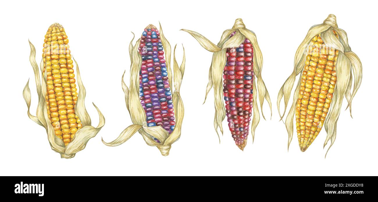 Indian and sweet yellow corn set. Watercolor illustration of golden and ...