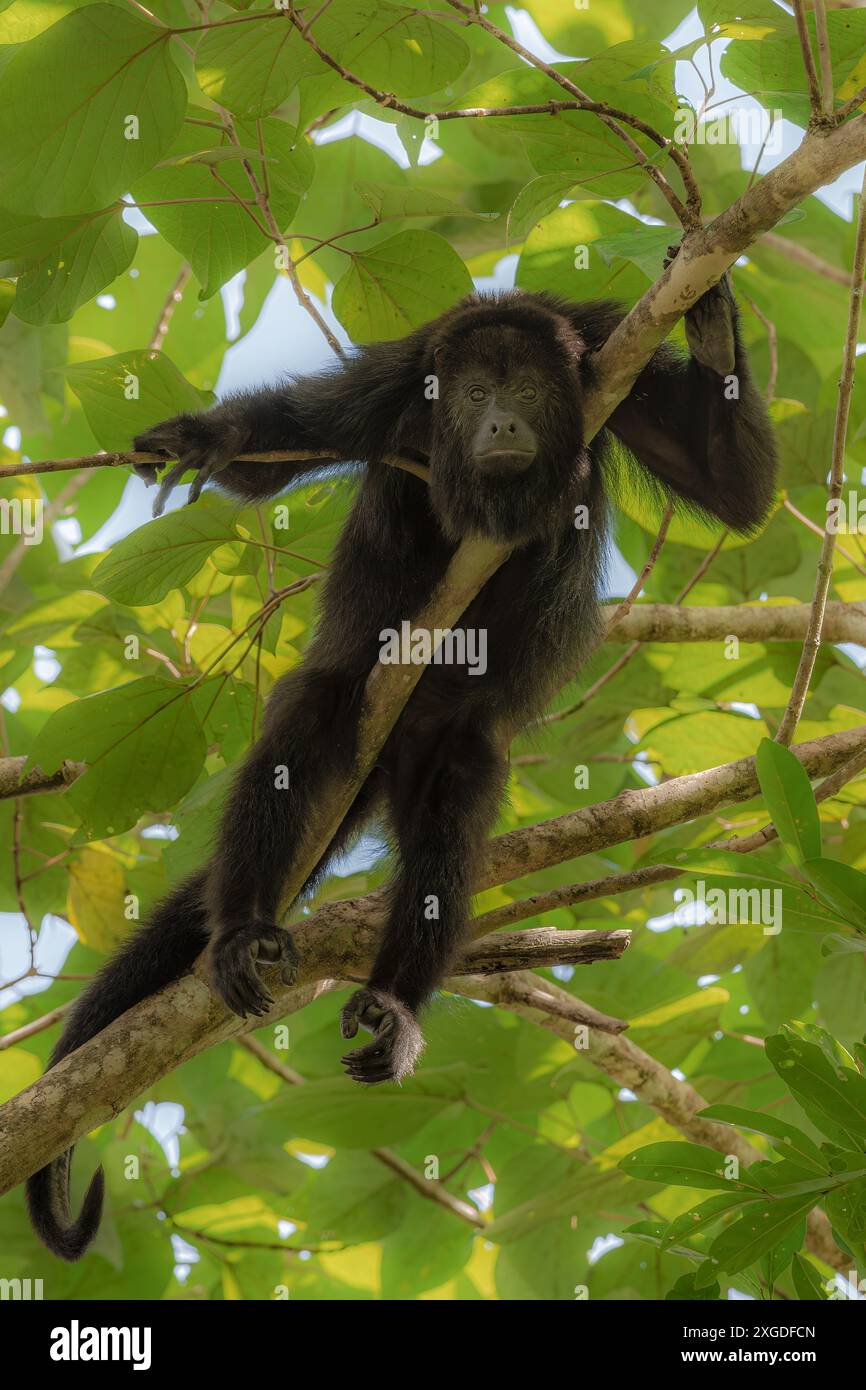 Howler Monkey looking down from the trees Stock Photo - Alamy