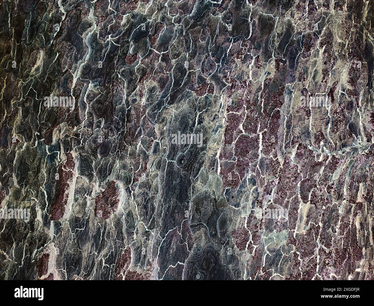 Abstract photography background of negative processed tree bark ...