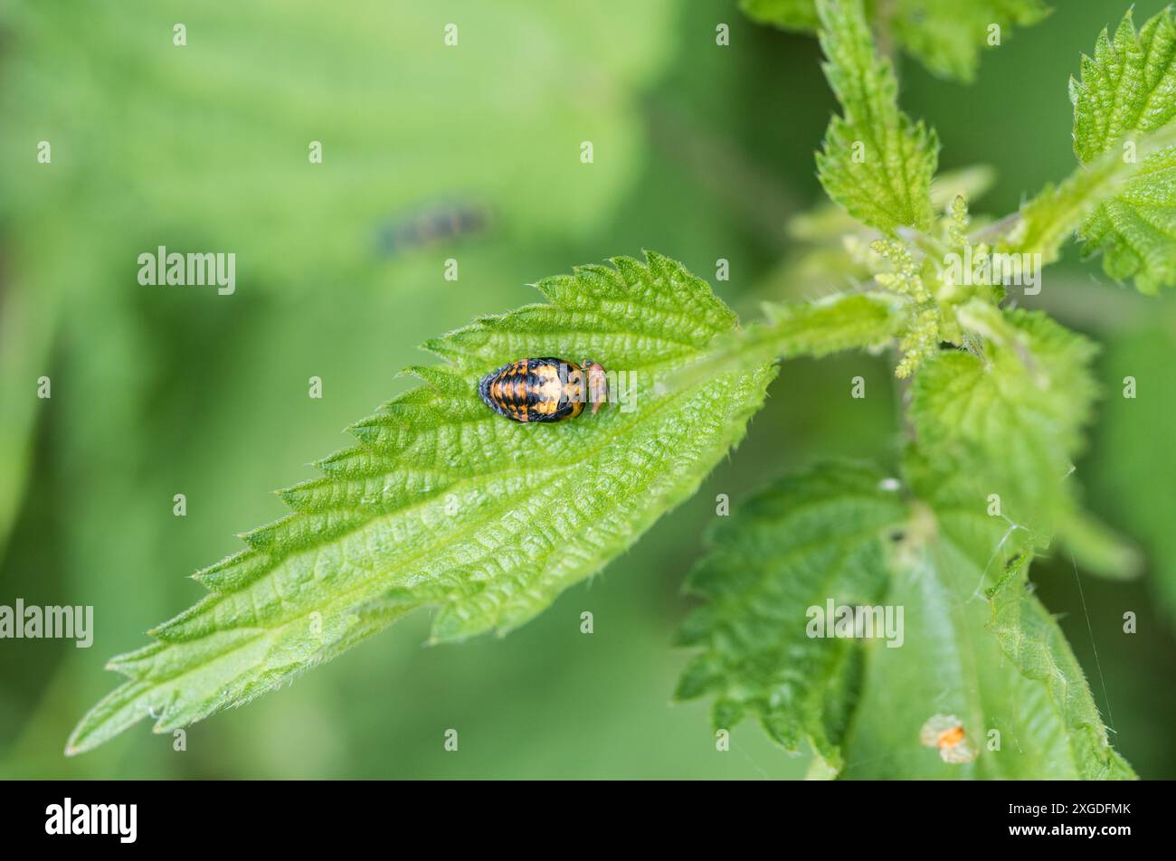 A ladybird pupa being investigated by a parasitic Phorid fly Stock ...