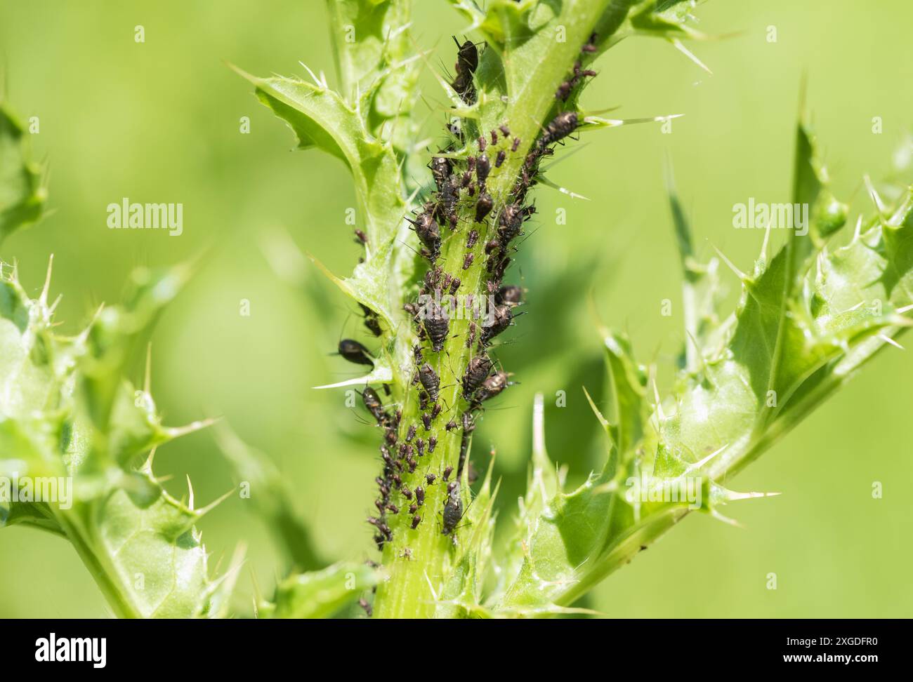 Rye meads hi-res stock photography and images - Alamy