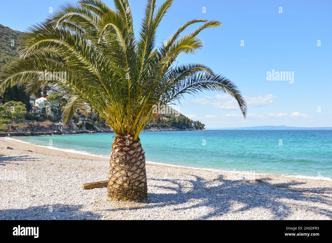 Palm tree on empty pebble beach Stock Photo - Alamy