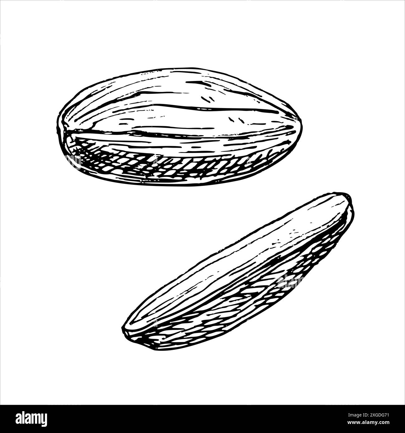 Pistachio nut without shells graphic vector illustration . Botanical ...
