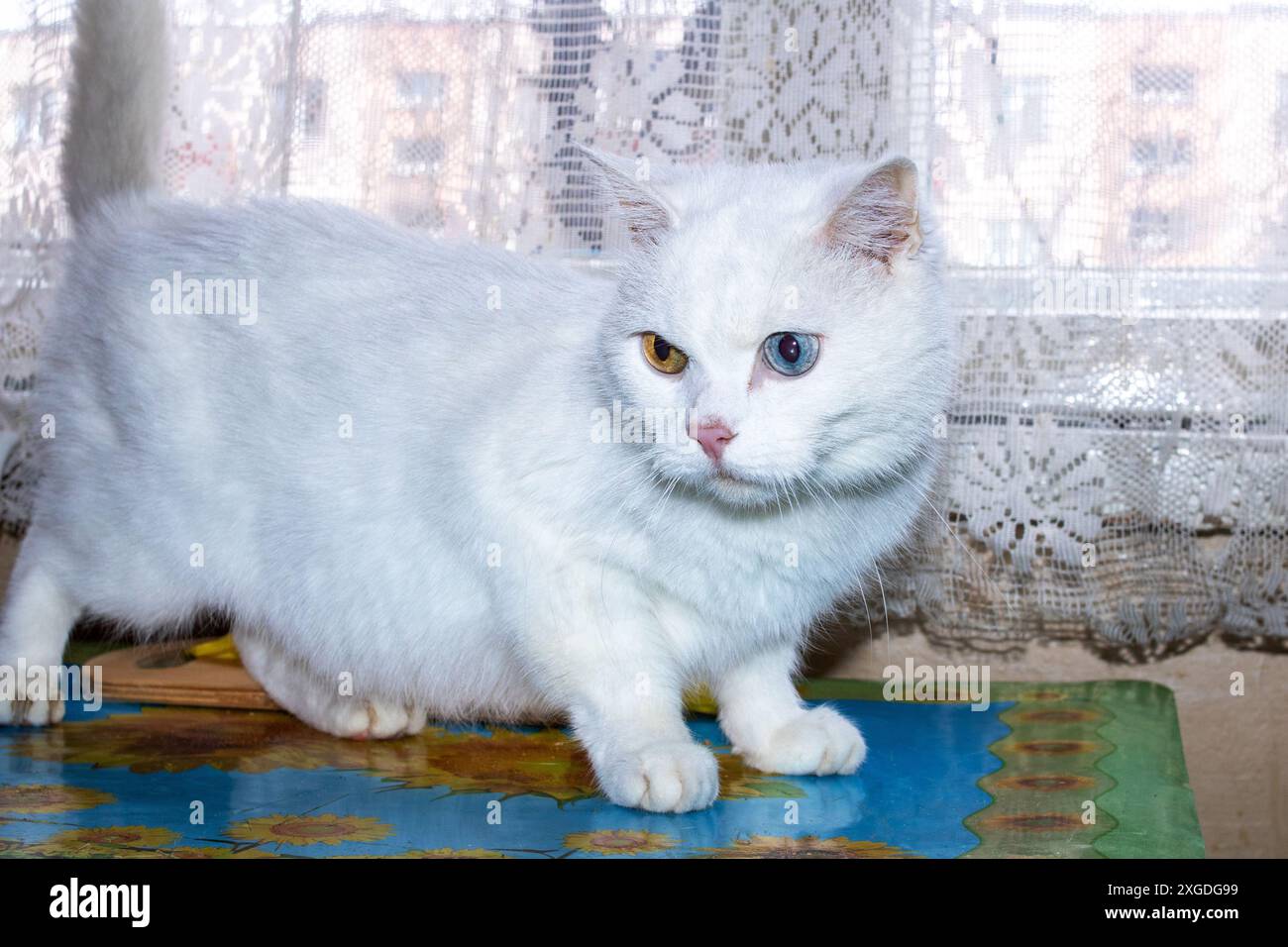 A white cat with heterochromia stands on top of a map. The feline has ...