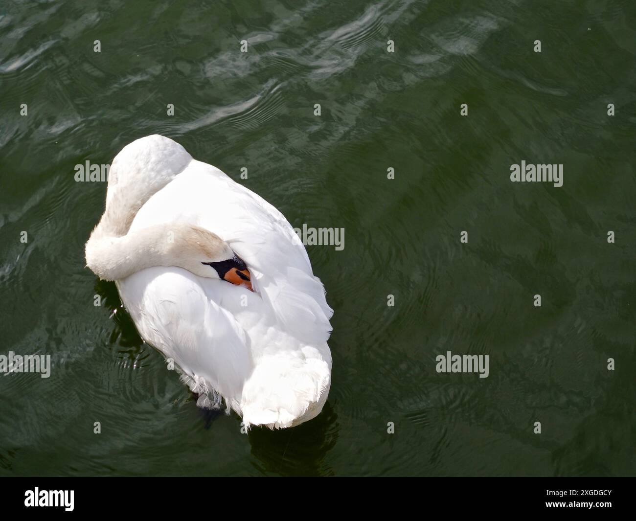 Sleeping swan hi-res stock photography and images - Alamy