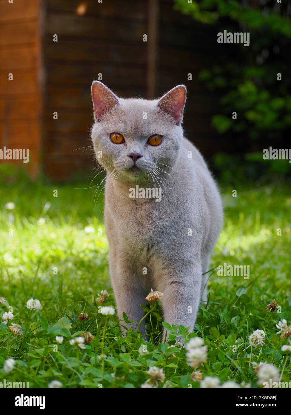 cat in grass Stock Photo - Alamy