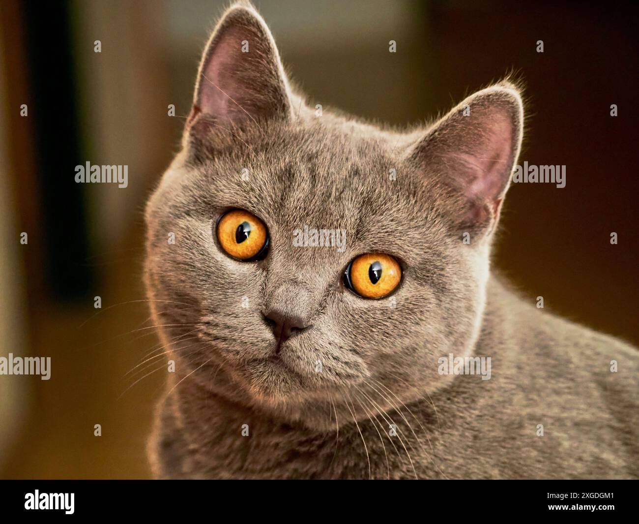 cute british shorthair boy Stock Photo - Alamy