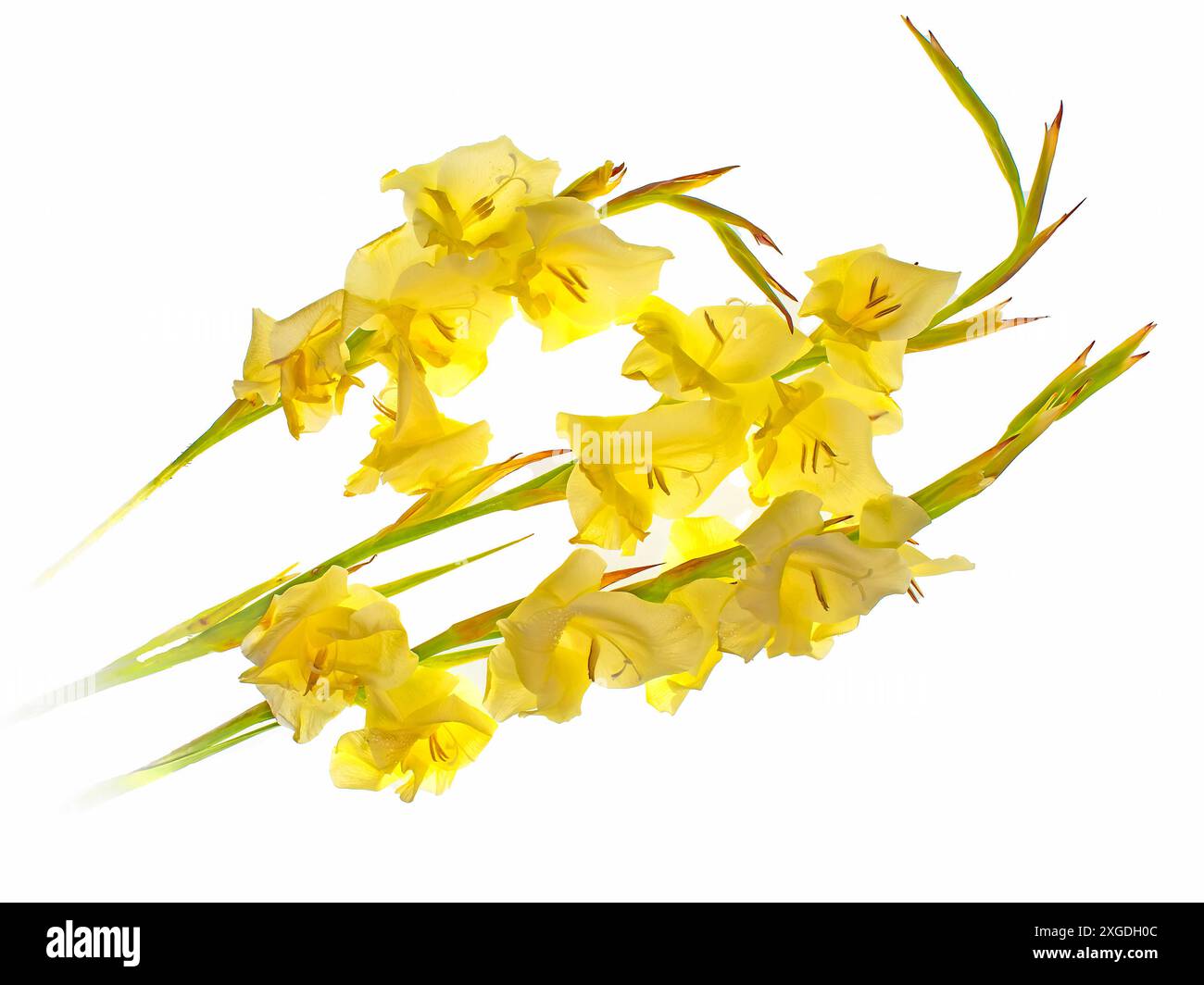 Yellow gladioli flower Cut Out Stock Images & Pictures - Alamy