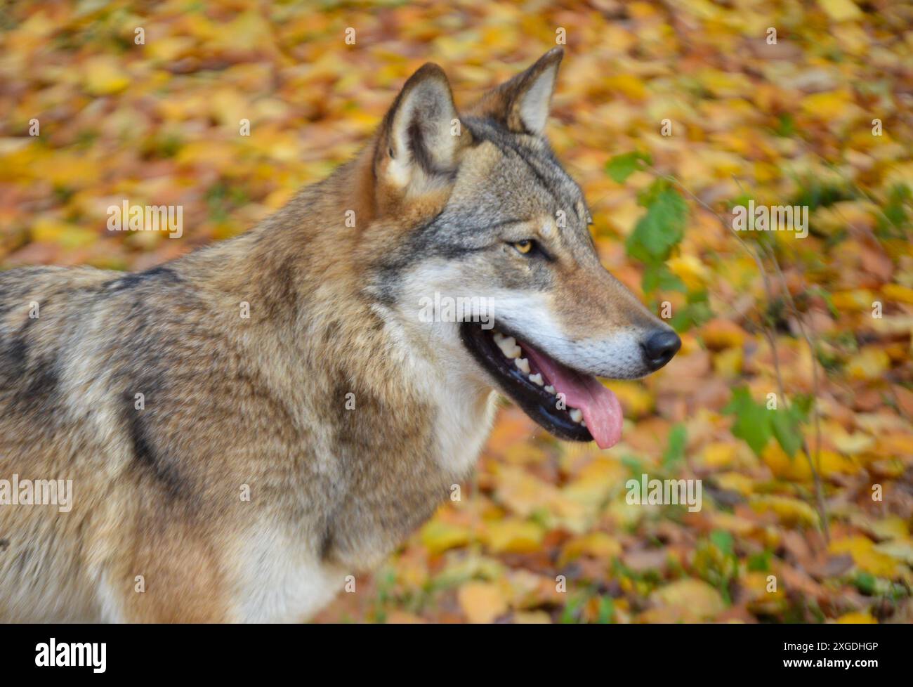 Wolf close hi-res stock photography and images - Alamy