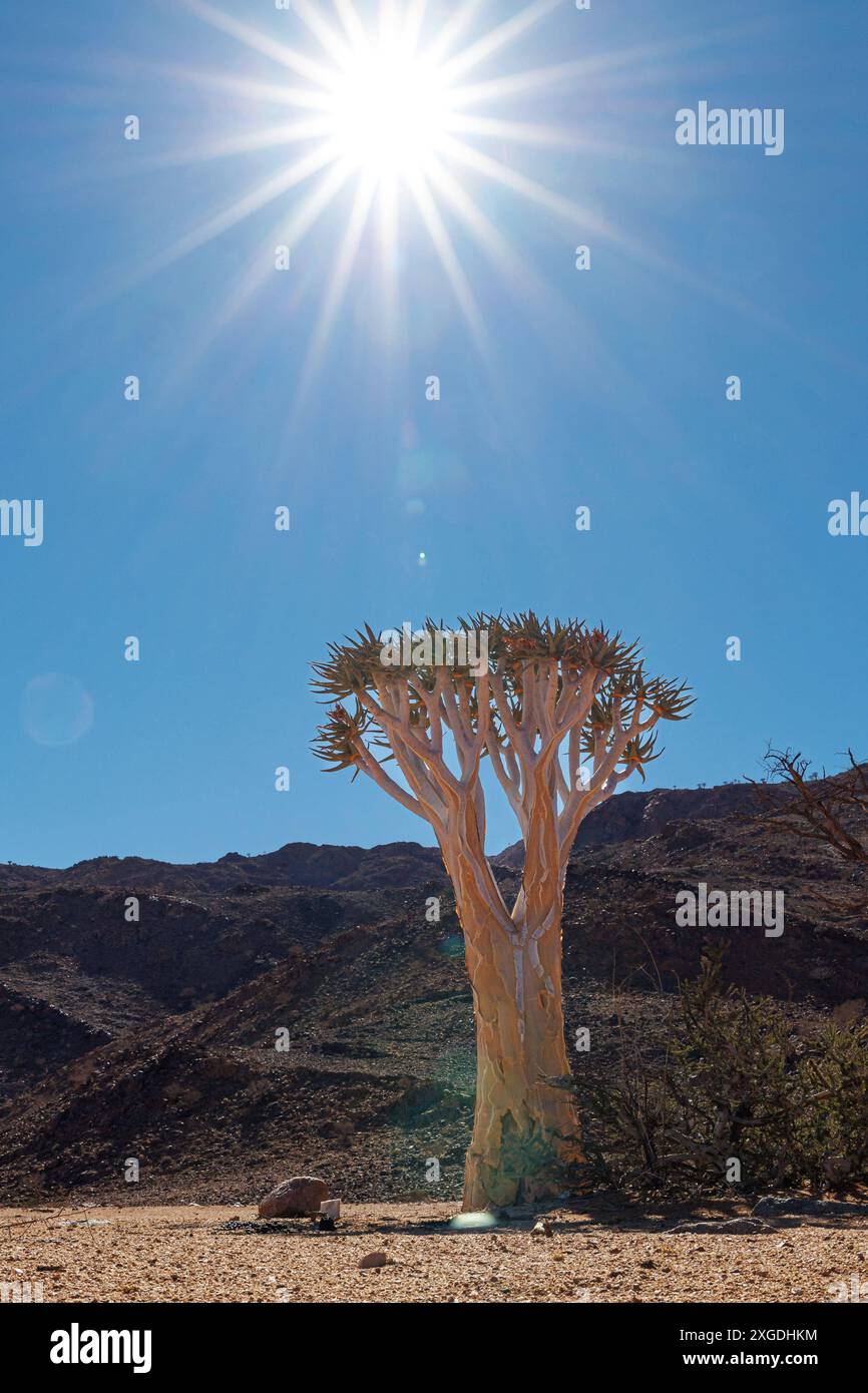Köcherbaum Kokerboom, Quiver Tree in der Namib Köcherbaum Kokerboom ...