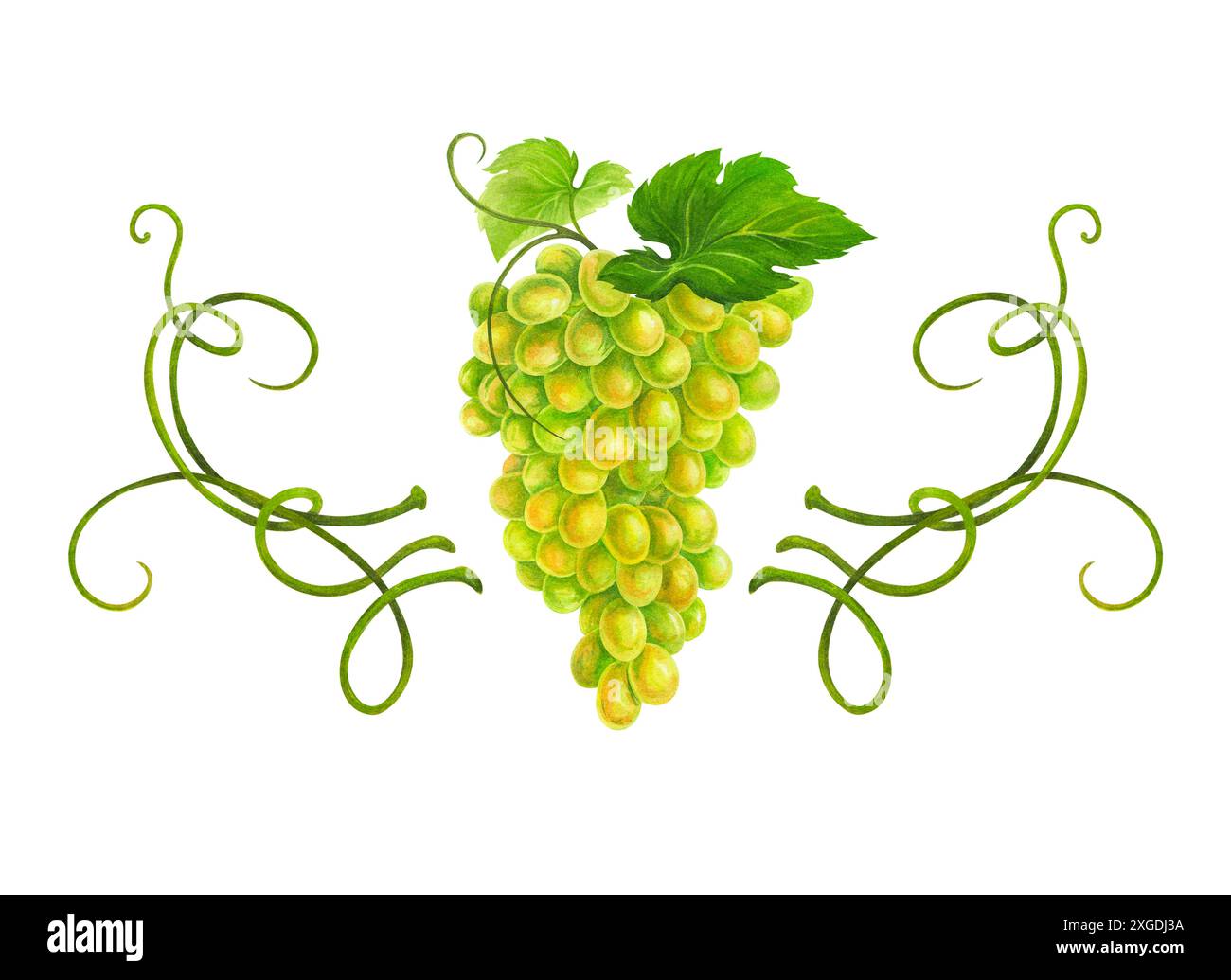 Vintage pattern for menu and wine labels. Grape bunch composition with ...