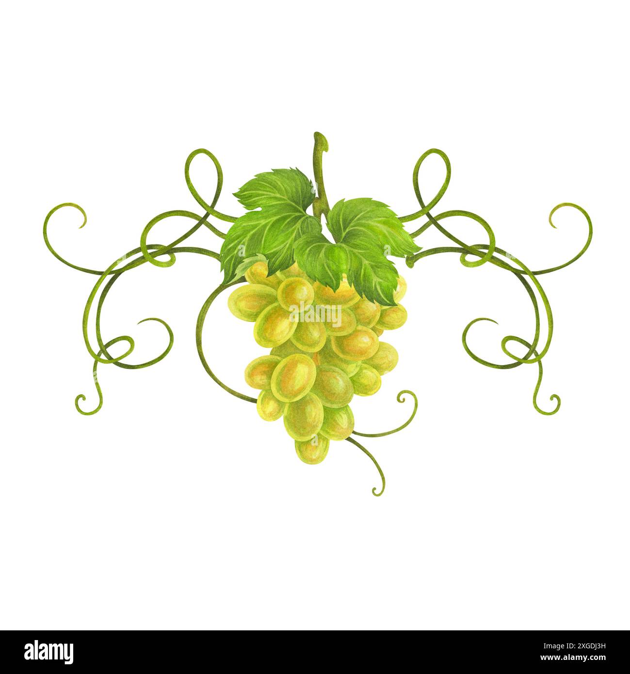 Grape bunch composition with leaves and tendrils framed by curls for ...