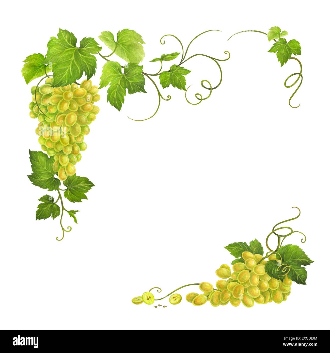 Corner frame or border with watercolor bunch of white wine grape, leaves and tendrils isolated ...