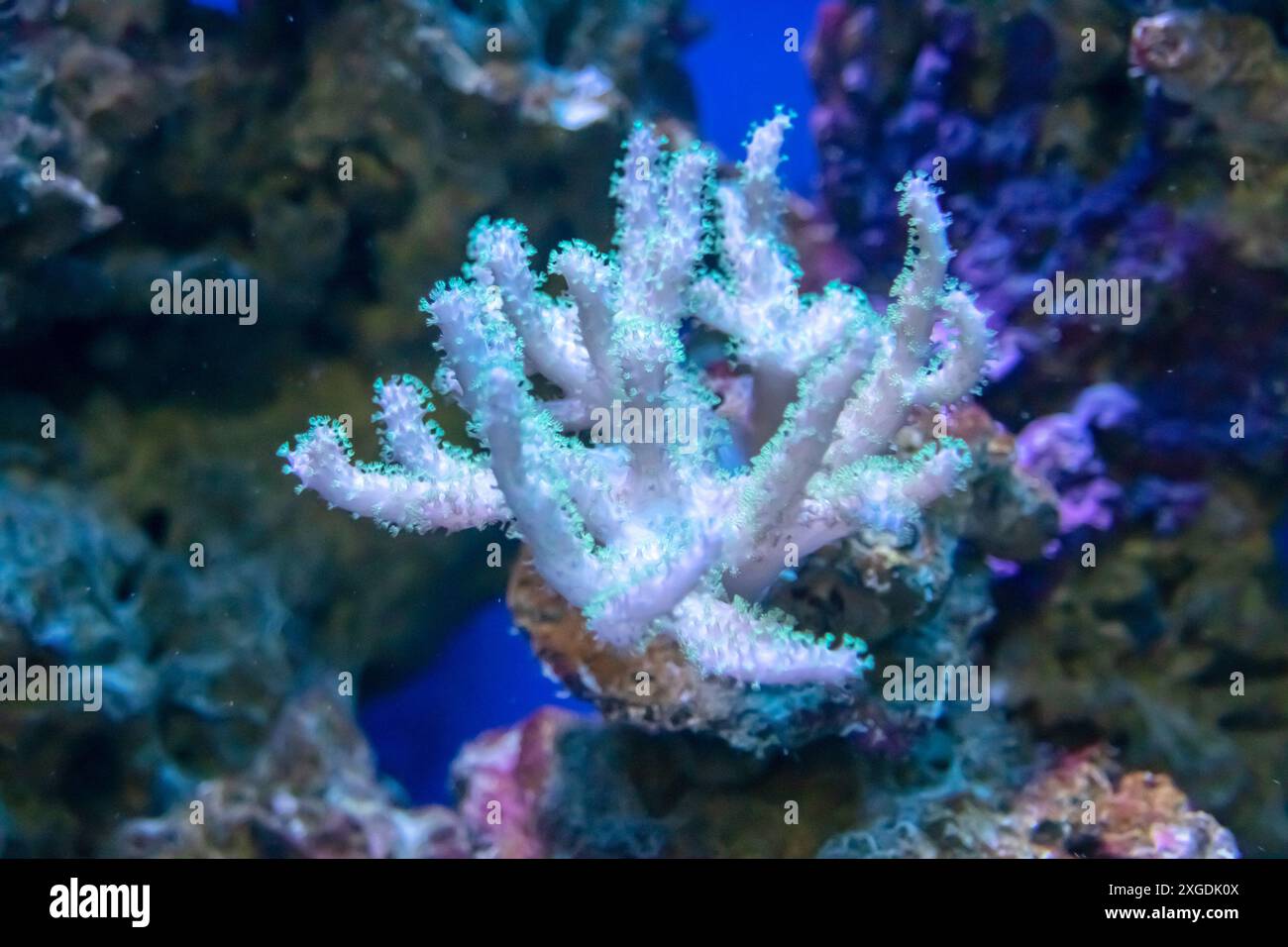 A detailed image showing a white coral formation thriving on a vibrant ...