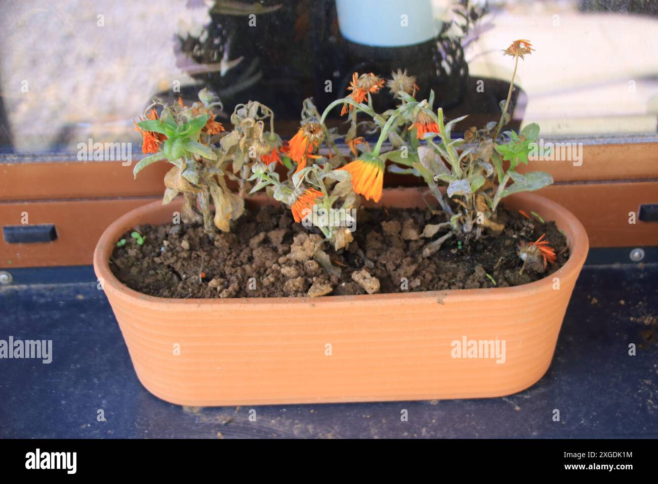 Flowers in a flowerpot are wilted and dried up Stock Photo - Alamy