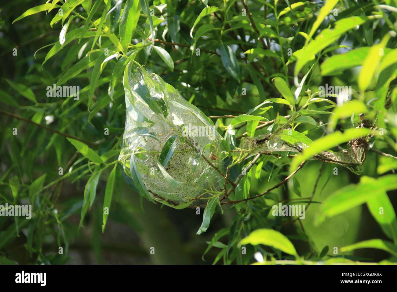 Spider in hedge hi-res stock photography and images - Alamy