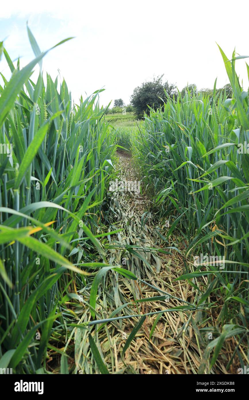 Farmer driving through a field hi-res stock photography and images - Alamy