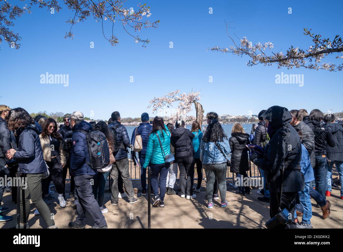 Washington, DC - March 24, 2024: Massive crowds around Stumpy, the ...
