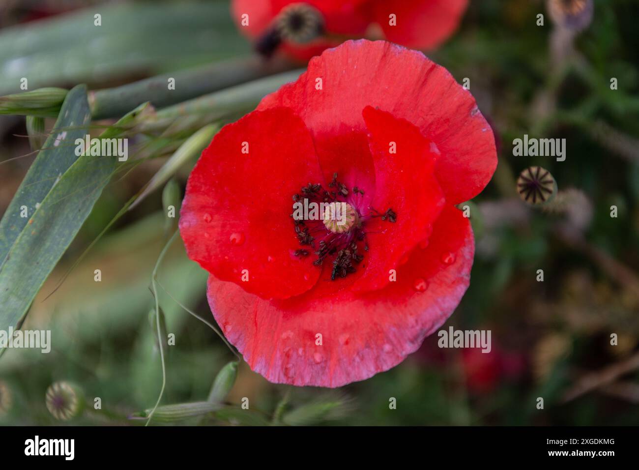 Red wildflower called poppy seen in a top-down view Stock Photo - Alamy