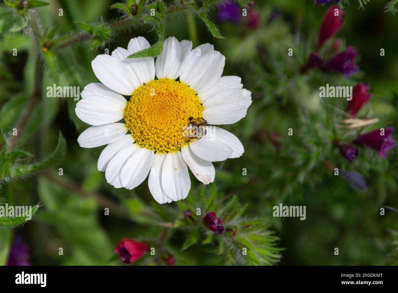 Wildflower called daisy with a spider perched on it, capturing a fly ...