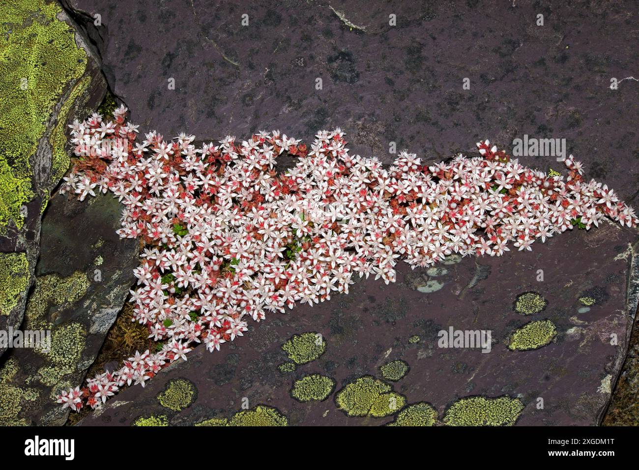 Plant of often found near the sea hi-res stock photography and images ...