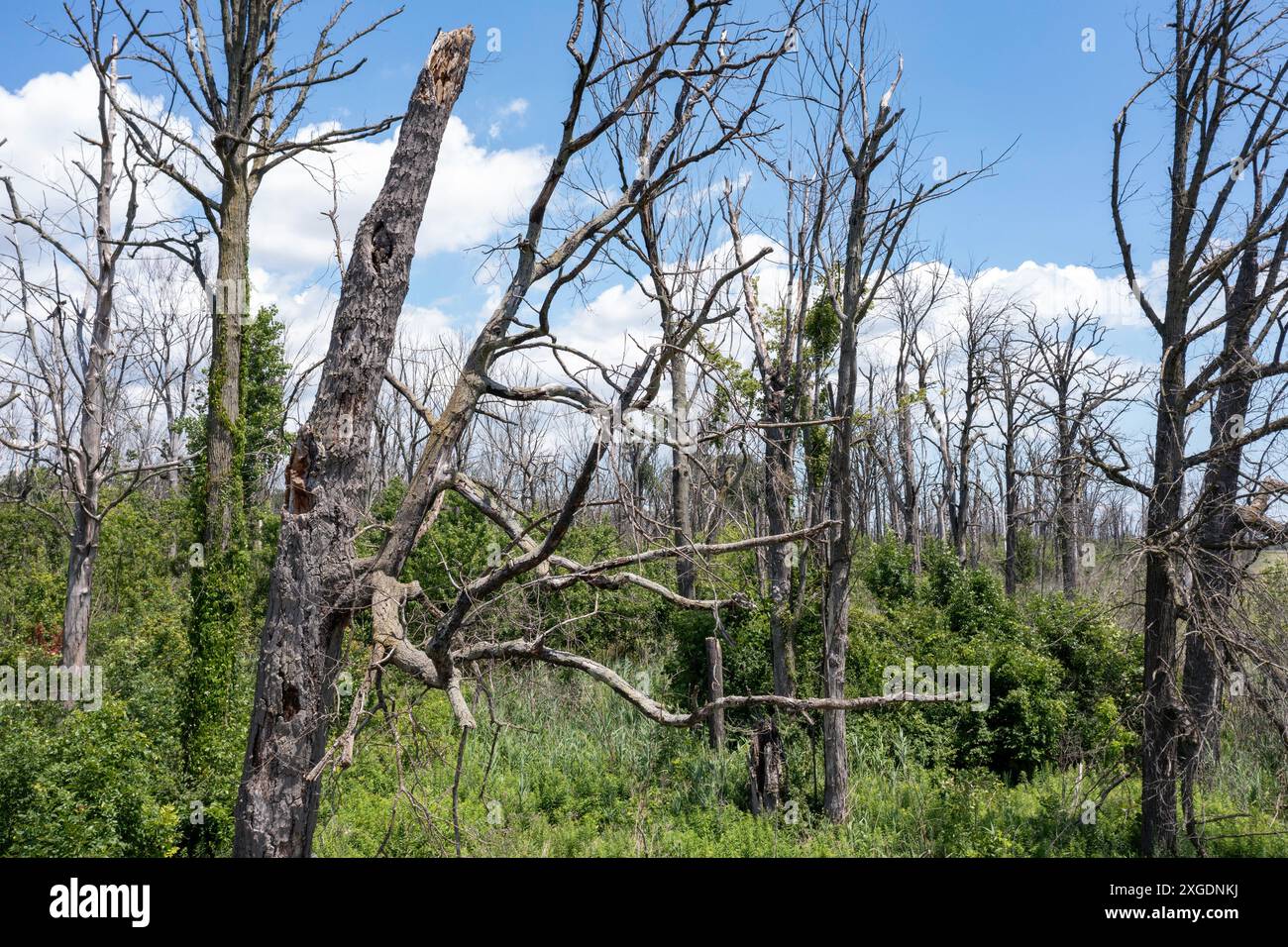 Detroit, Michigan - Dead trees on Belle Isle, an island state park in ...