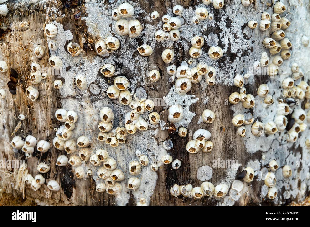 Barnacles (Balanus spp.) on a log, fouling organisms. North Black sea ...