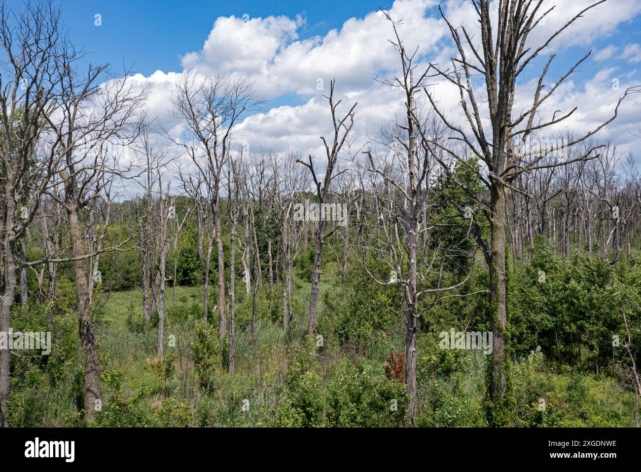 Detroit, Michigan - Dead trees on Belle Isle, an island state park in ...