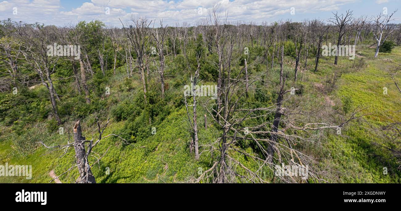 Detroit, Michigan - Dead trees on Belle Isle, an island state park in ...