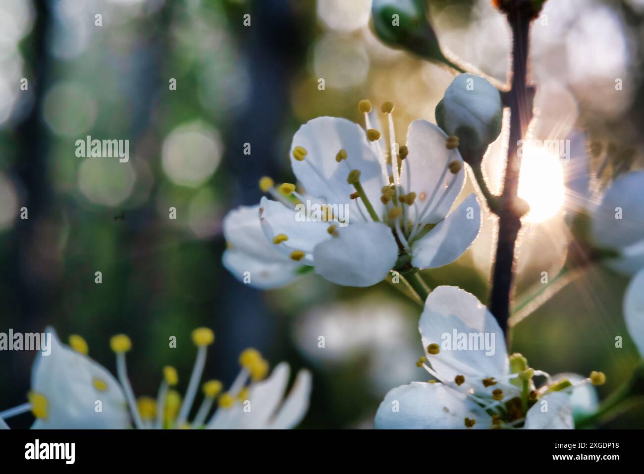 Blooming blackthorn (Prunus spinosa) thornbush (wait-a-minute). Forest ...