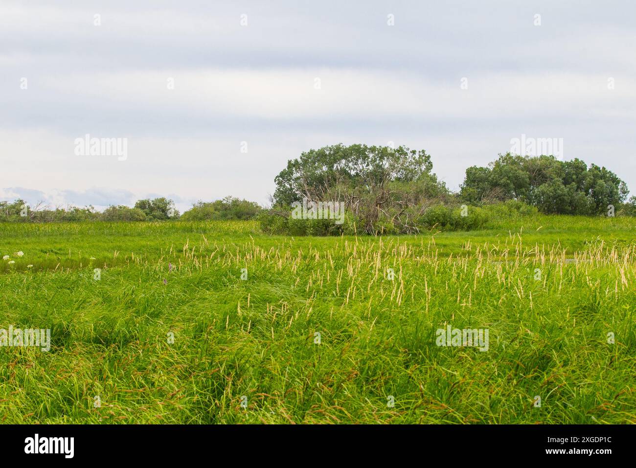 Deep pool, broad after flooding, flood meadows in flat river valley ...