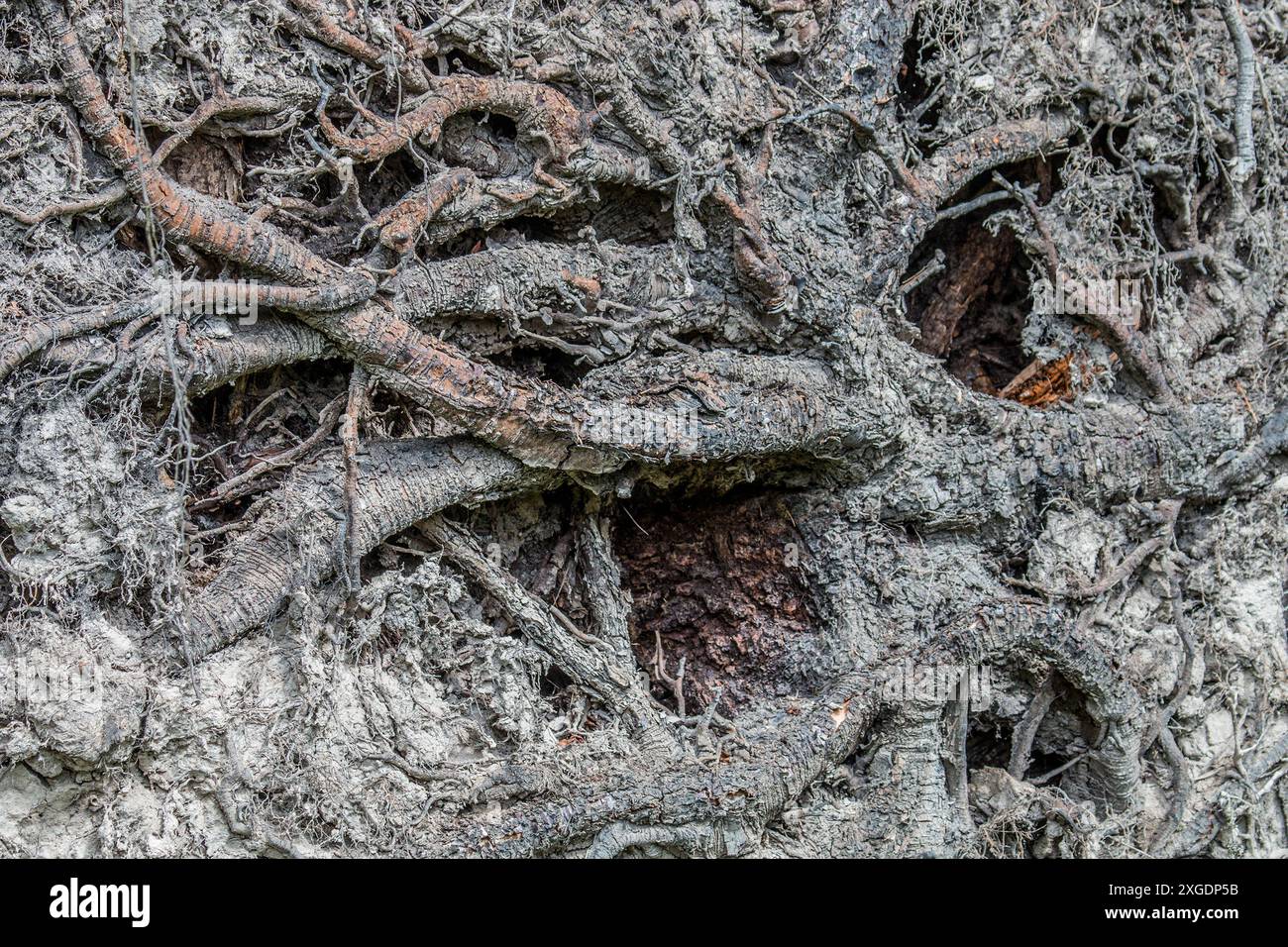 Clusters of snakes hi-res stock photography and images - Alamy
