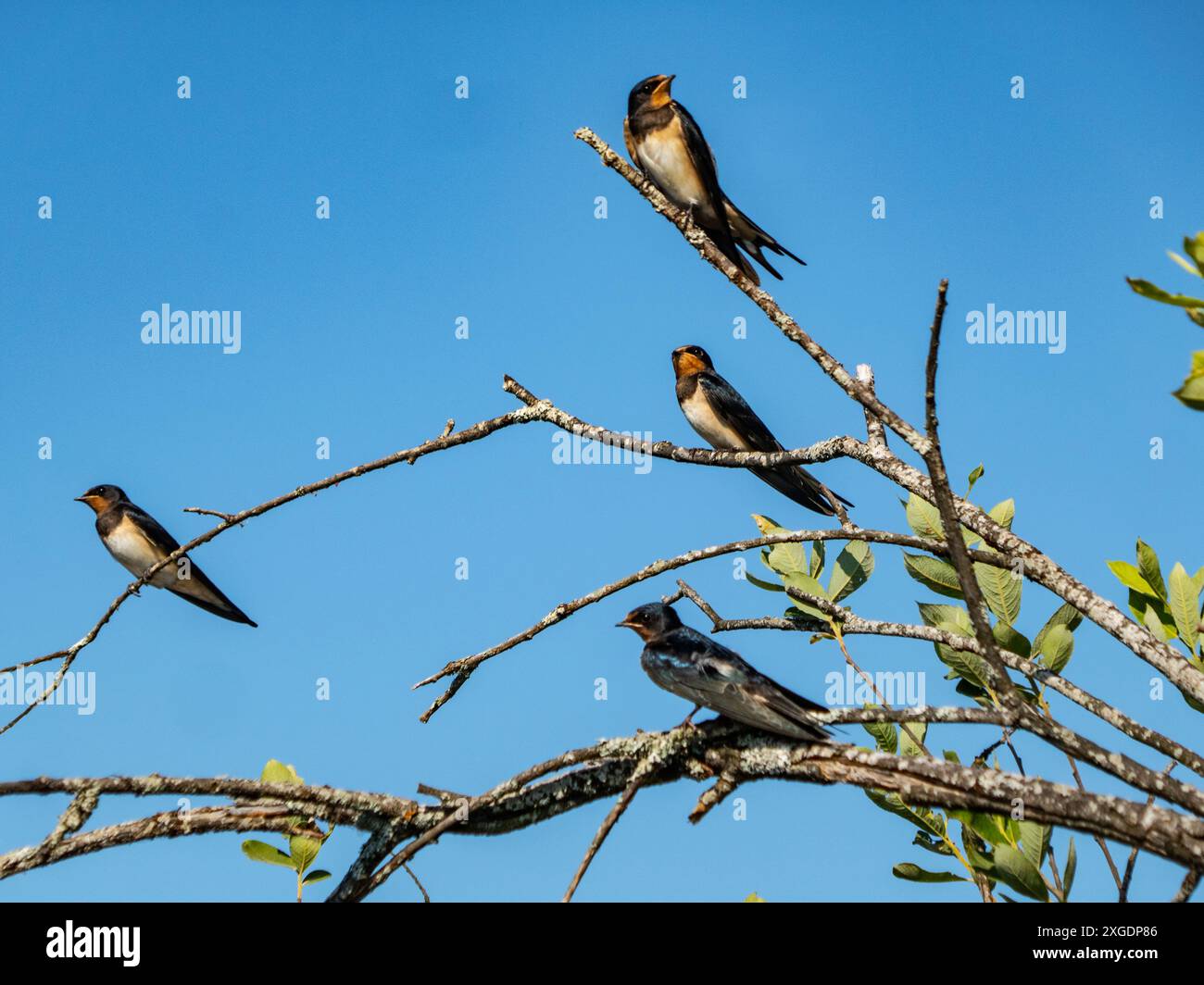 A brood of common swallow (Hirundo rustica) has left the nest and lives ...