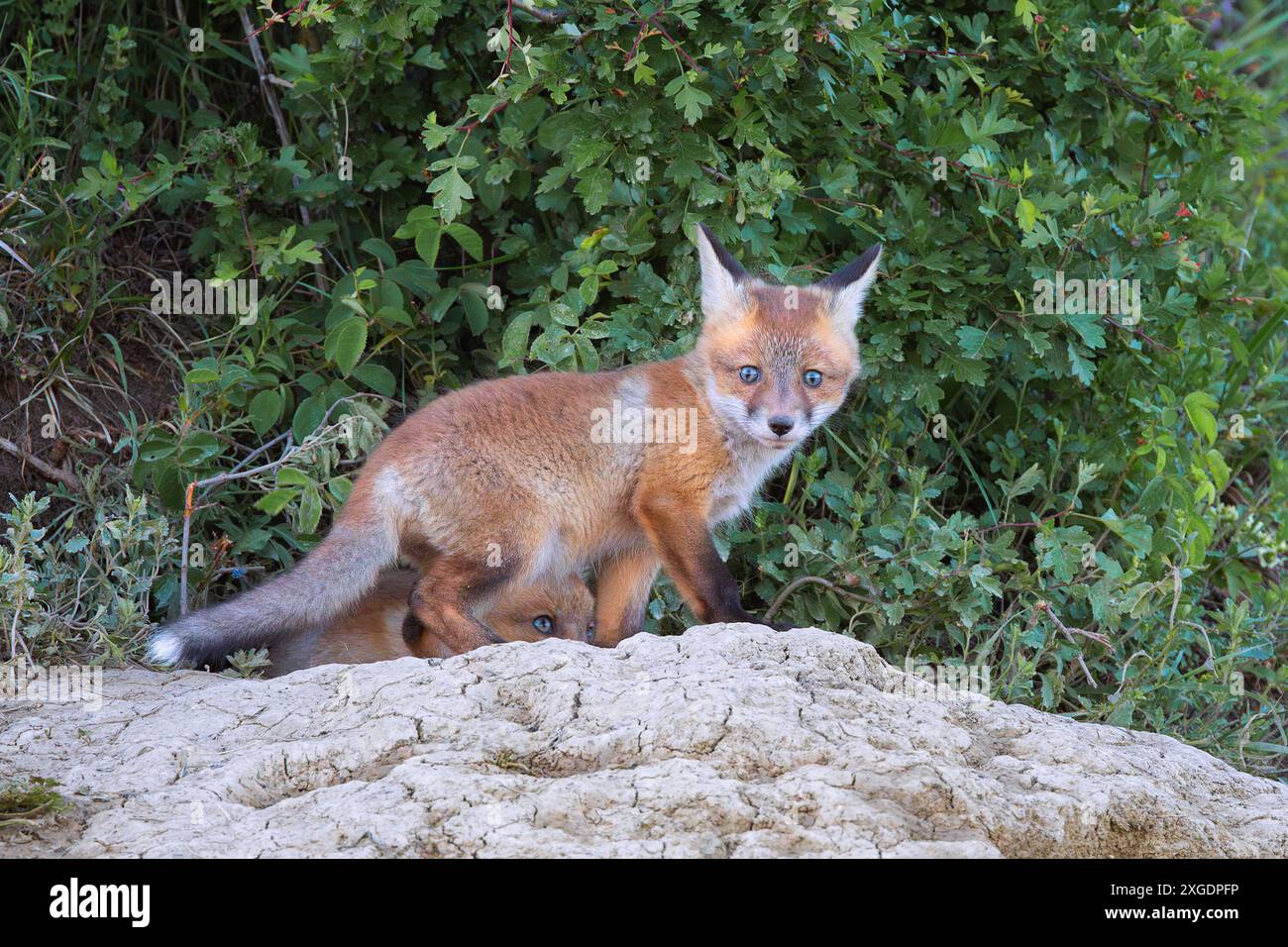 curious young red fox cub near the den (Vulpes vulpes Stock Photo - Alamy