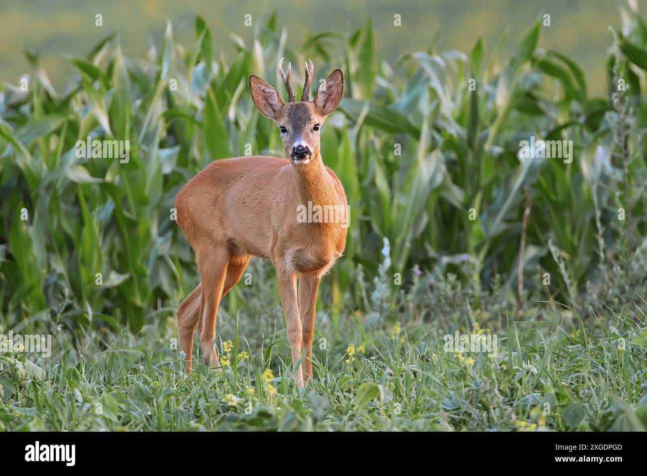 curious young roe deer stag near a maize field in a farmland area ...