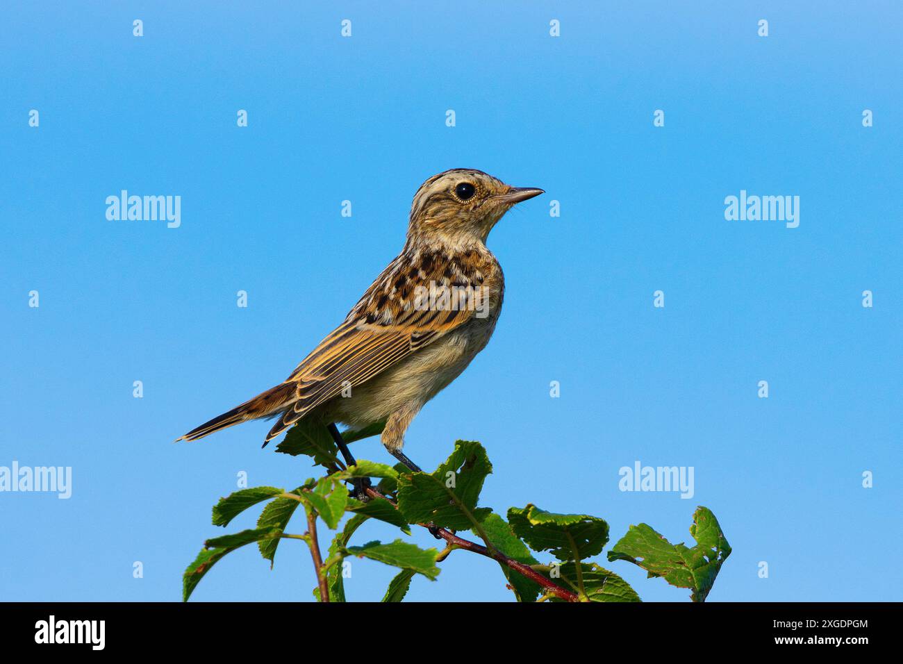 Passerine bird natural habitat hi-res stock photography and images - Alamy