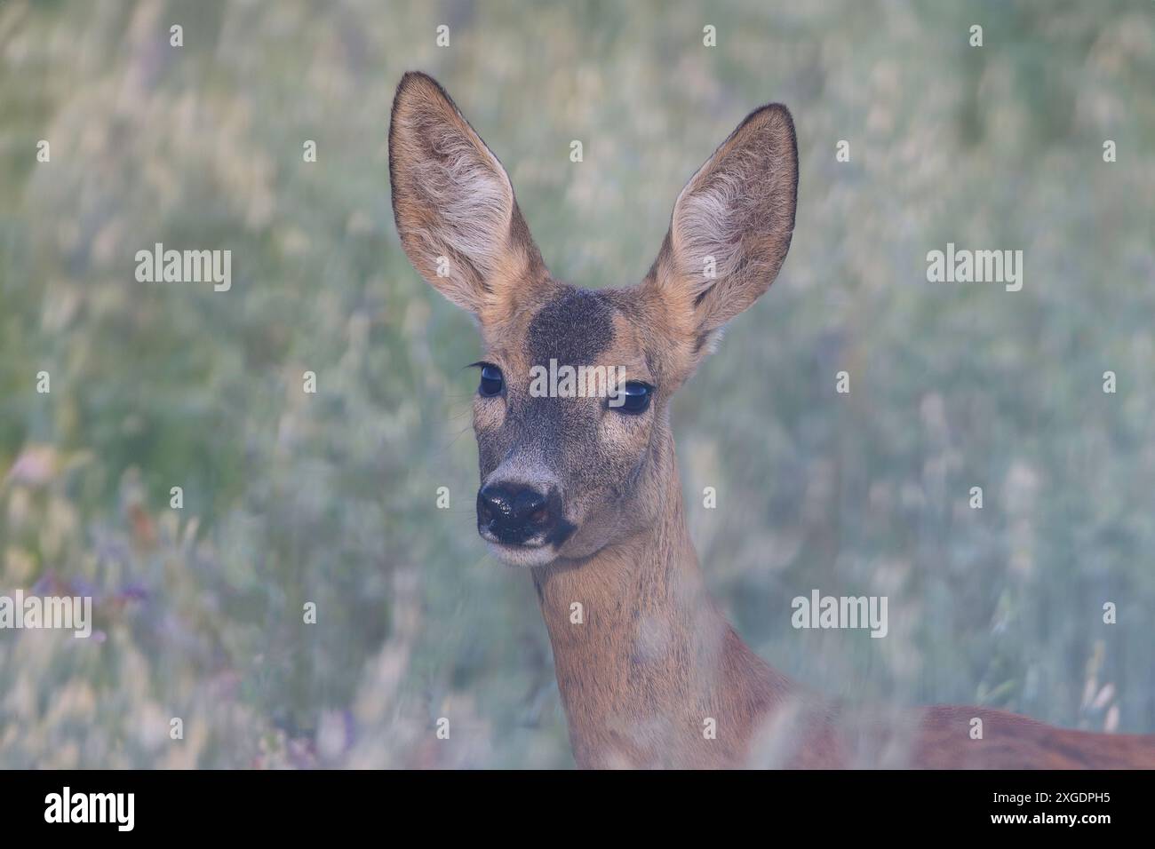 portrait of wild roe deer doe (Capreolus capreolus Stock Photo - Alamy