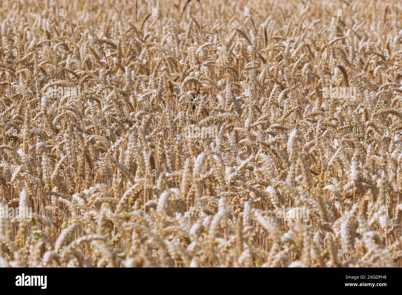 Colorful agricultural field hi-res stock photography and images - Alamy