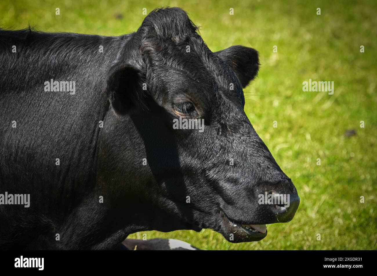 Cow chewing cud hi-res stock photography and images - Alamy