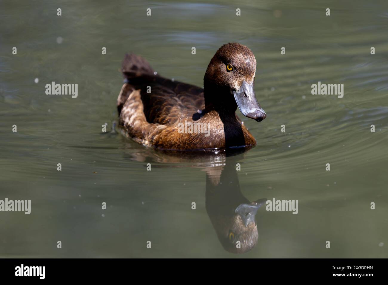 Brown tufted duck female swimming in sunshine Stock Photo - Alamy