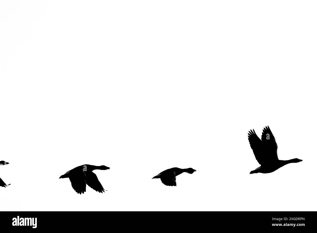 Row of flying birds silhouettes in bottom half with copy space Stock ...