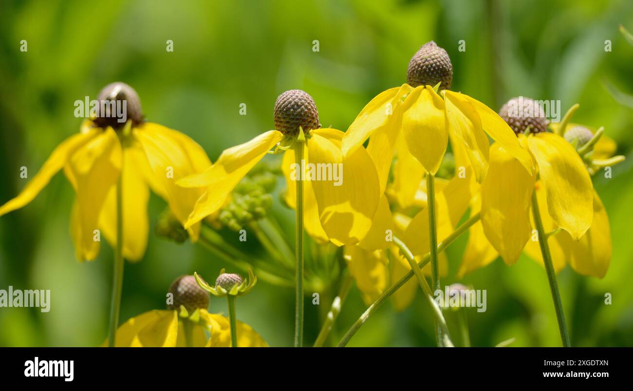 Gray-headed Coneflowers (Ratibida pinnata Stock Photo - Alamy