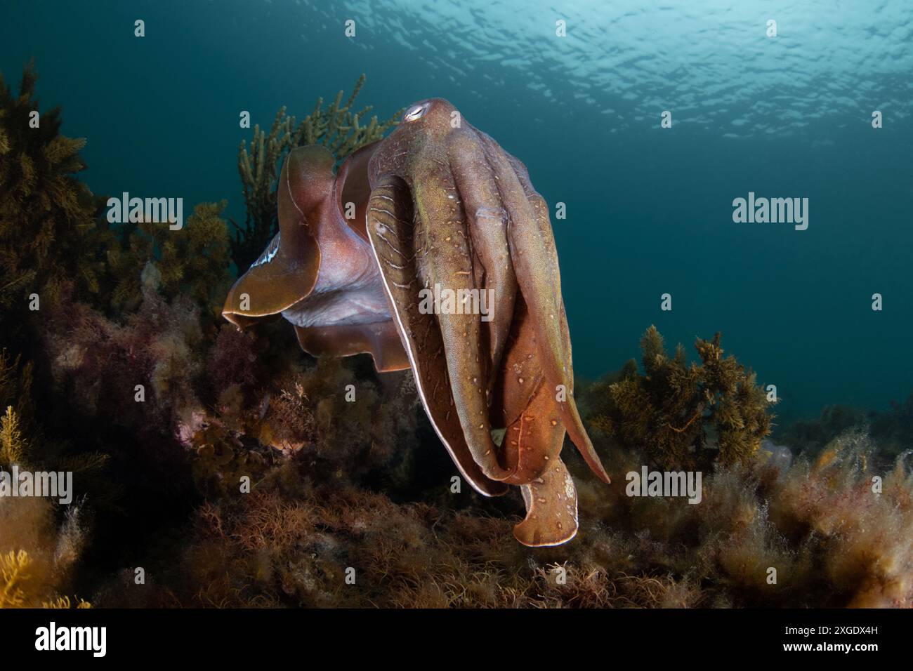 Australian Giant Cuttlefish Stock Photo - Alamy