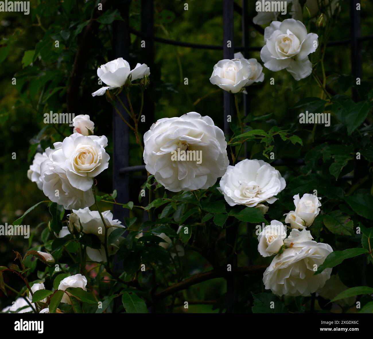Closeup of the white flowers of the repeat flowering climbing garden ...